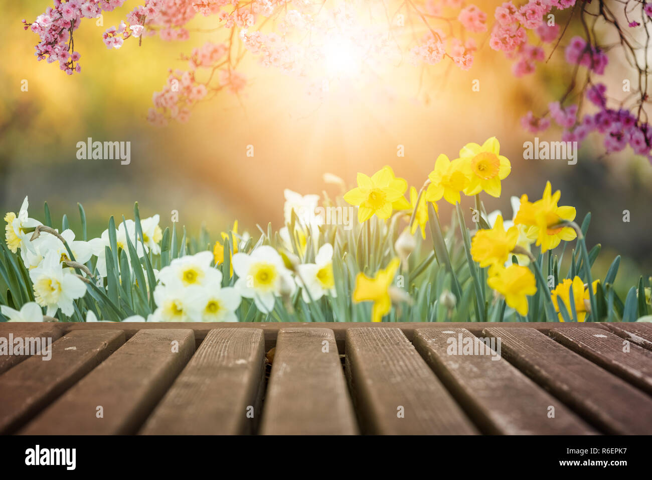 Spring flowers and wooden deck in morning sunlight background Stock ...