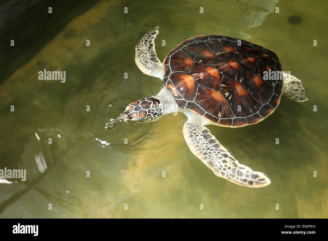 Lederschildkra te hi-res stock photography and images - Alamy