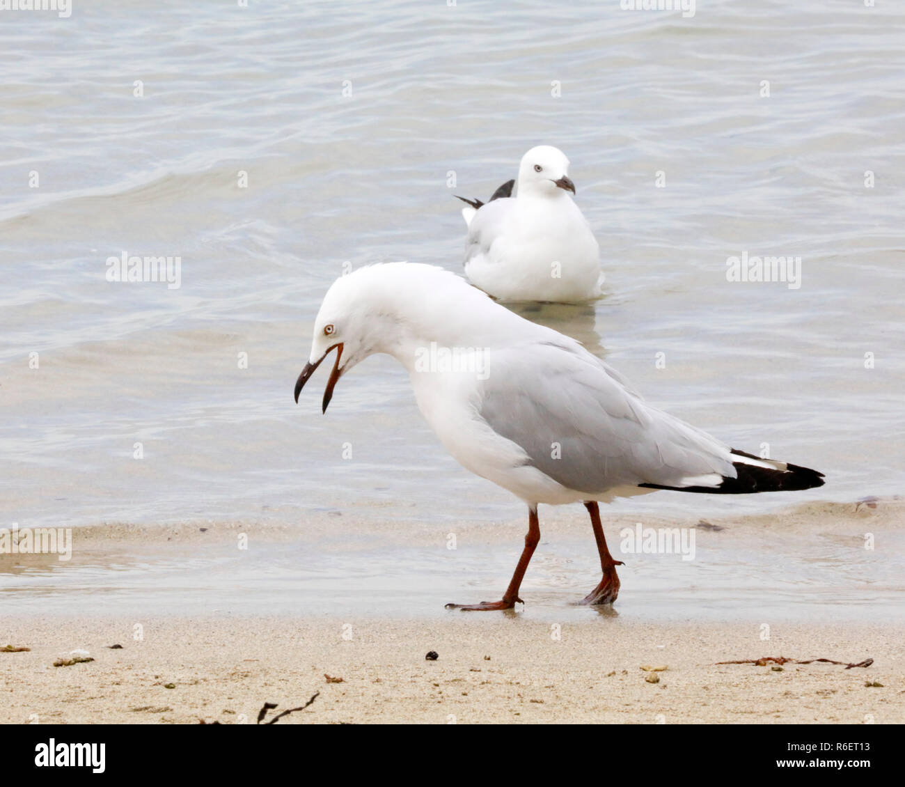 silver gull squawking Stock Photo - Alamy