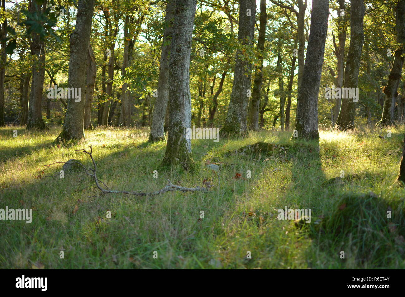 Llanbedr woods hi-res stock photography and images - Alamy