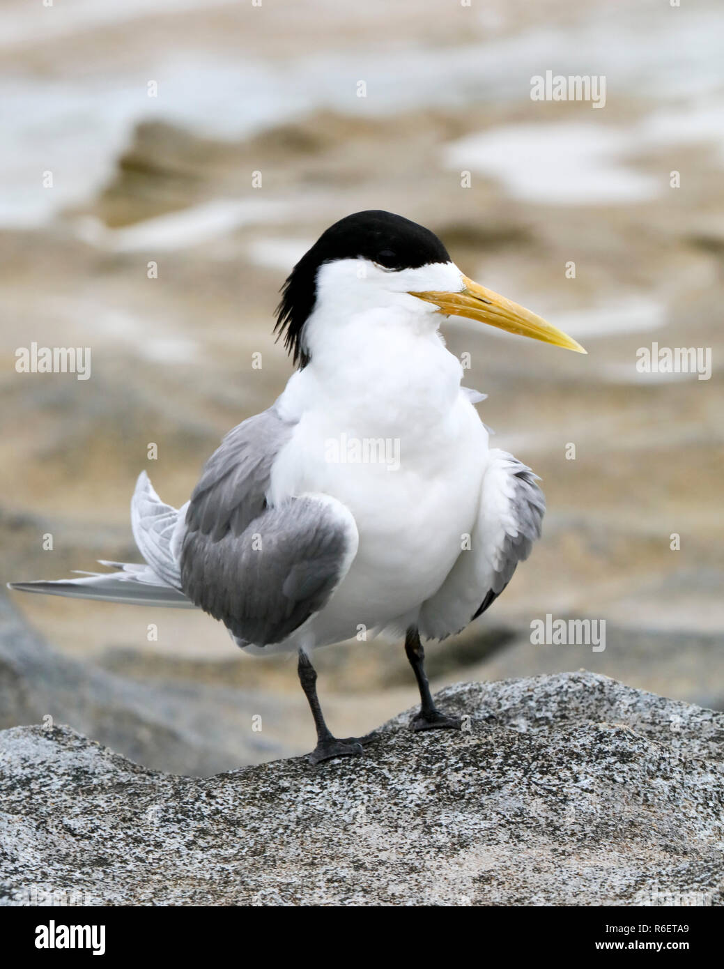 Crest feathers hi-res stock photography and images - Alamy
