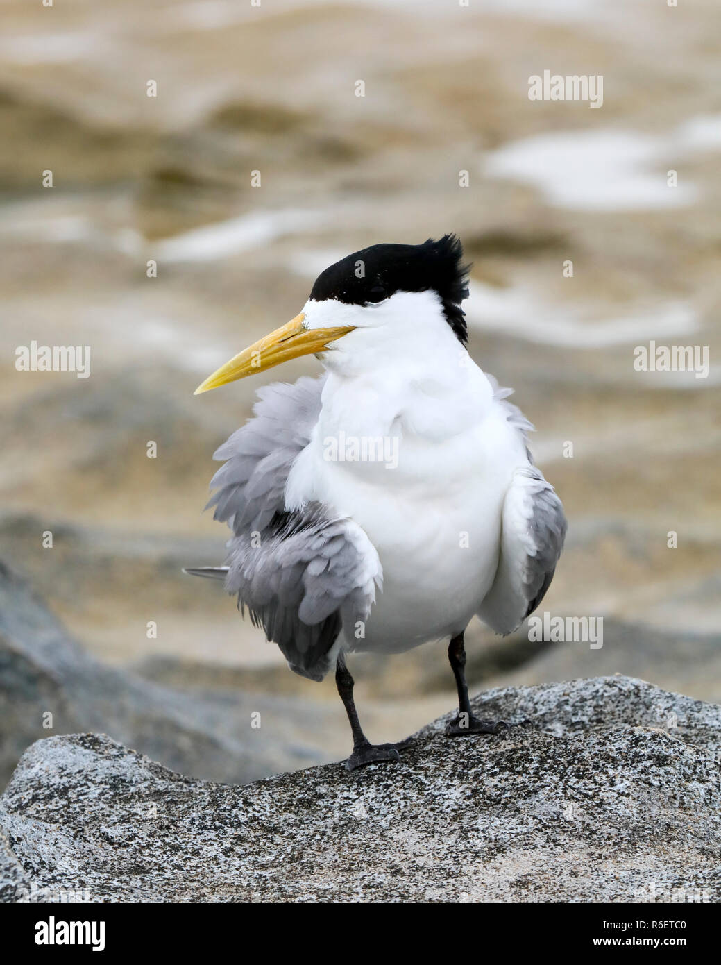 Short crest on crest hi-res stock photography and images - Alamy