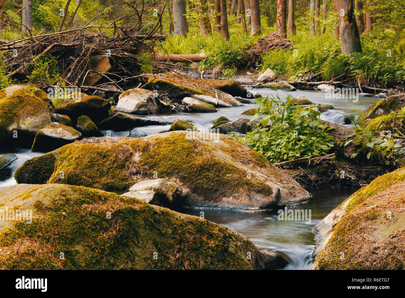 Walking nature trail in slow motion hi-res stock photography and images ...