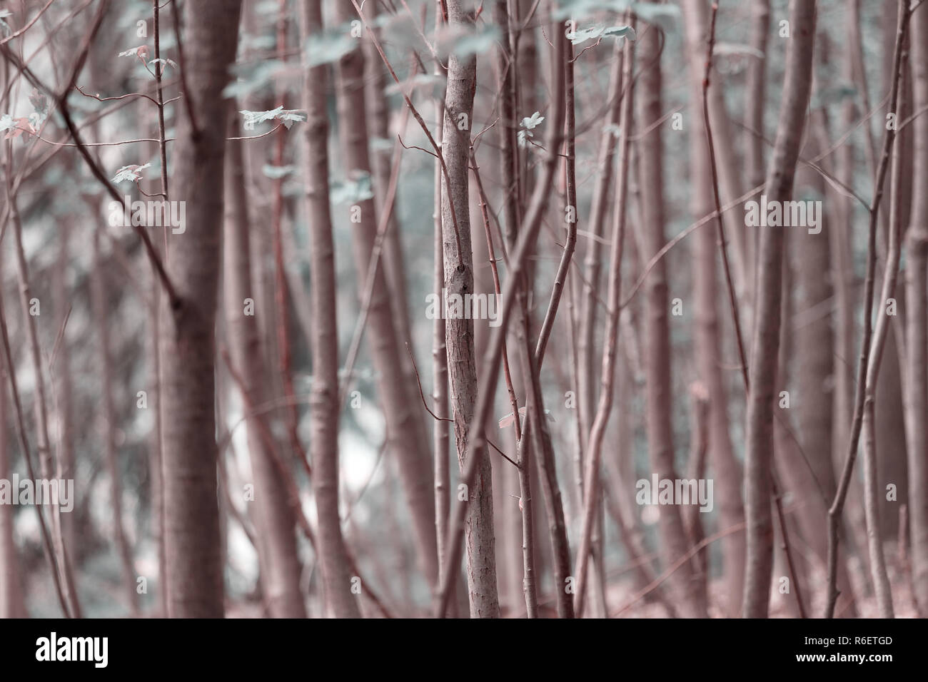 Tall thin trees hi-res stock photography and images - Alamy