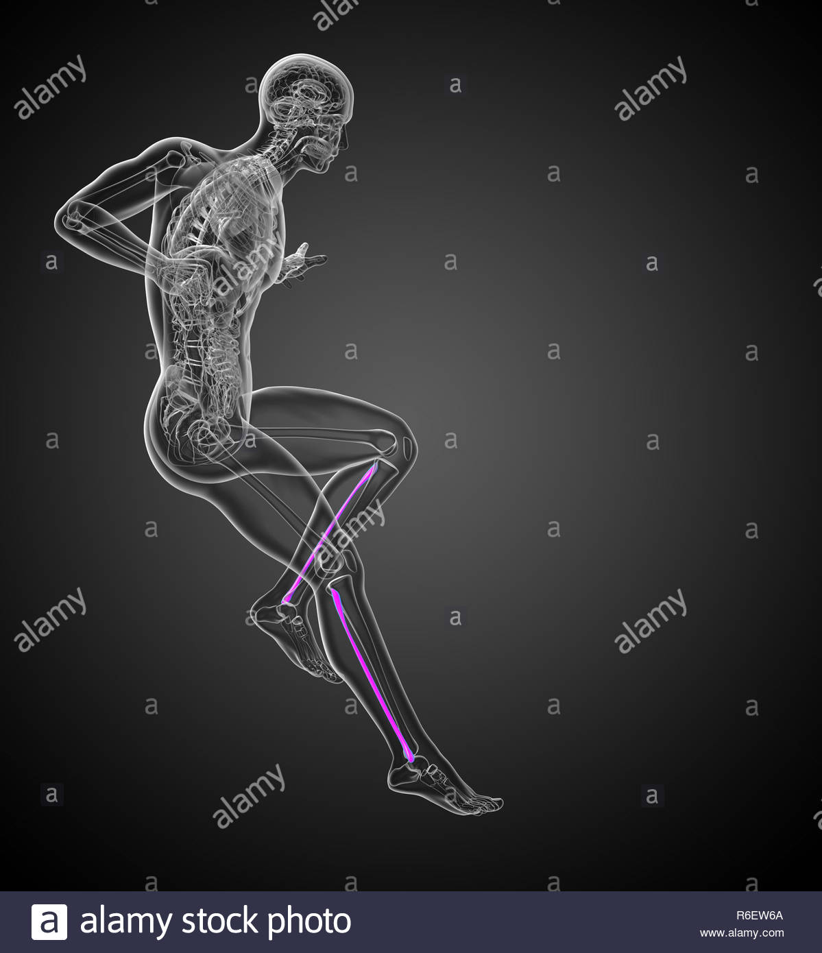 3d Render Female Skeleton Side Stock Photos & 3d Render Female Skeleton ...