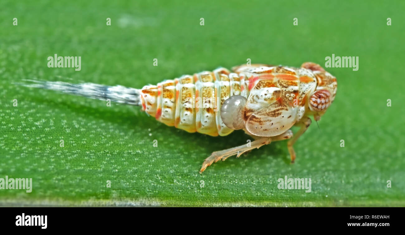 Macro Photography of Planthopper on Green Leaf Stock Photo - Alamy