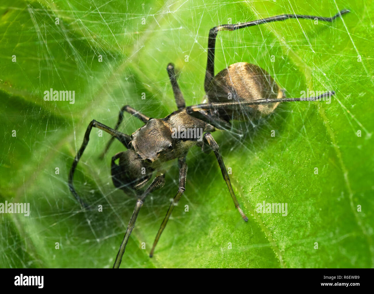 Macro Photography of Ant Mimic Jumping Spider in Web on Green Leaf ...