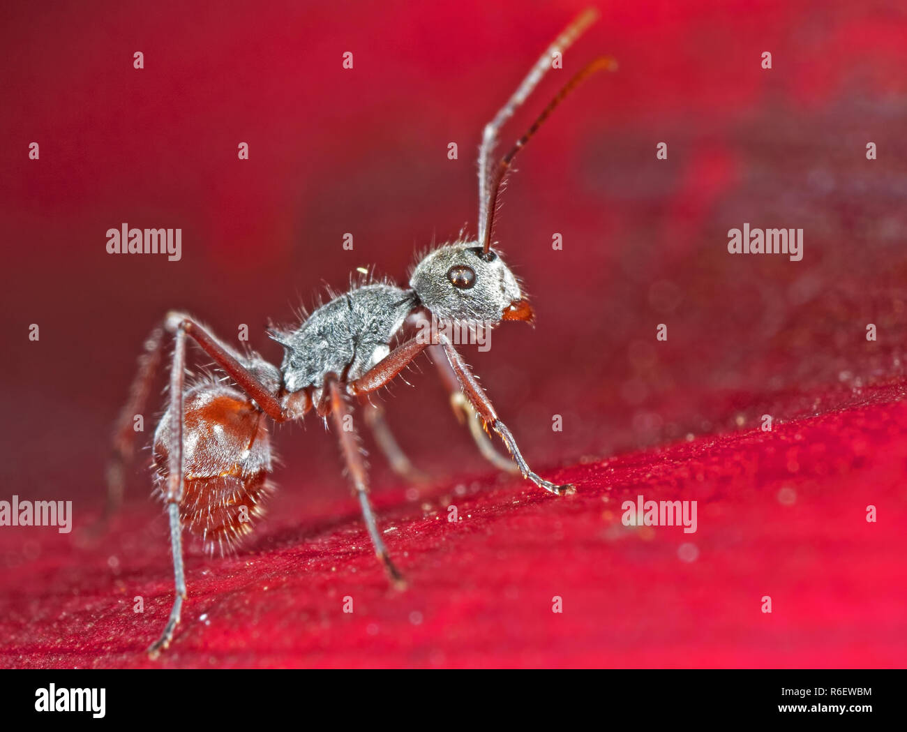 Macro Photography of Tiny Ant on Red Petal of Flower Stock Photo - Alamy