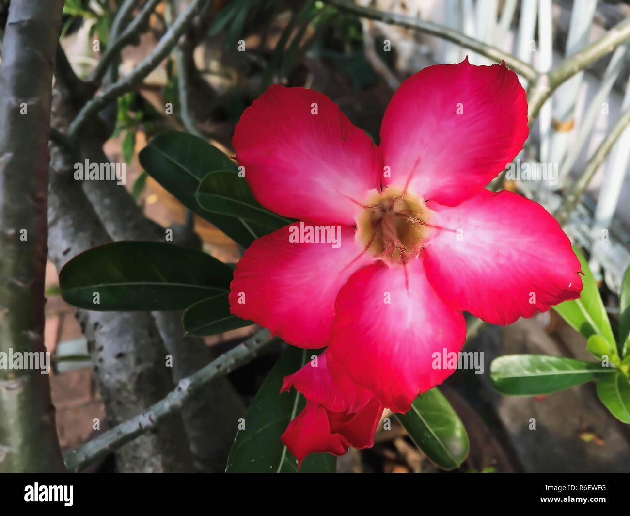 Closeup red Adenium Stock Photo - Alamy