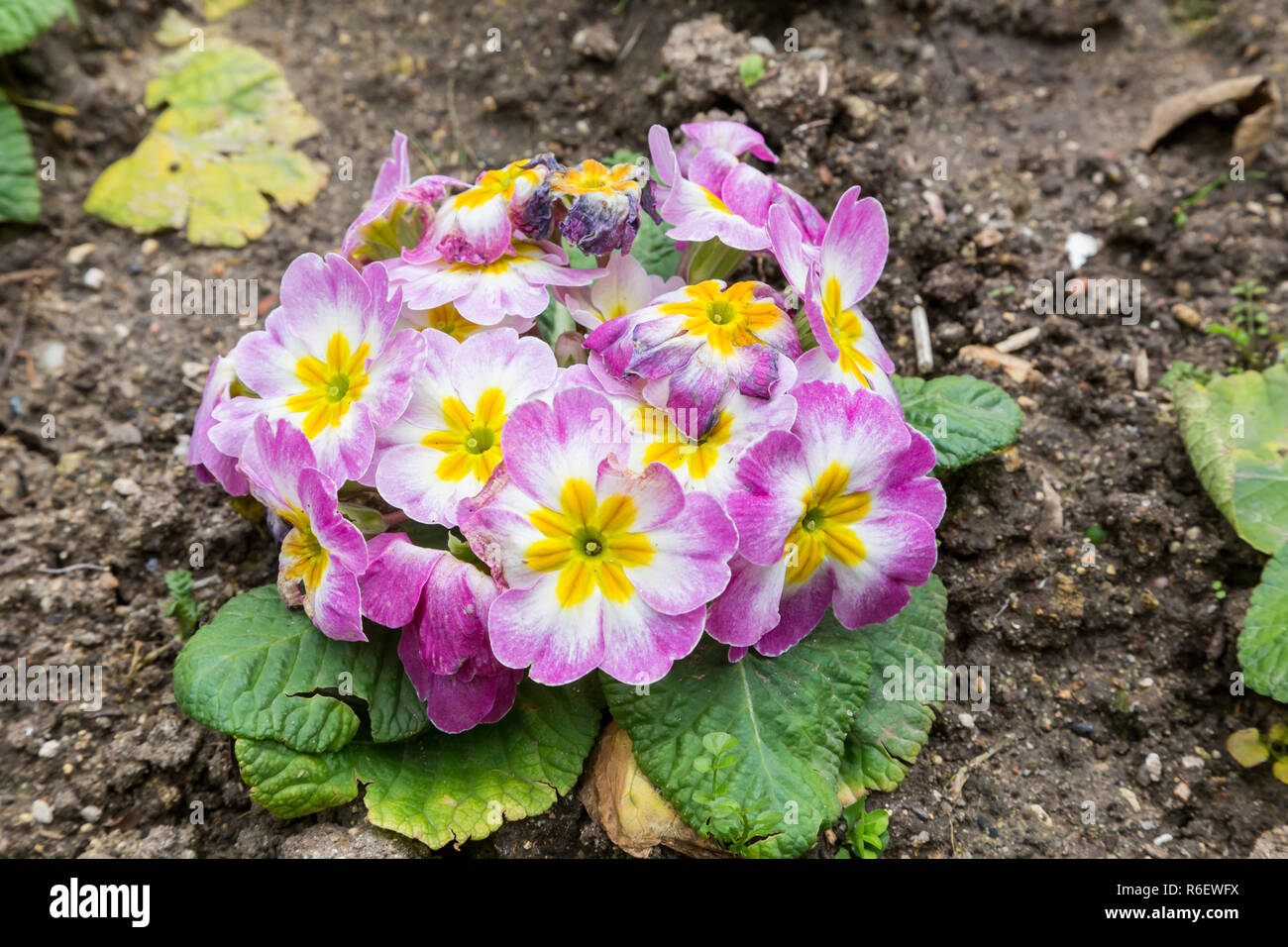Red primula planting in soil hi-res stock photography and images - Alamy
