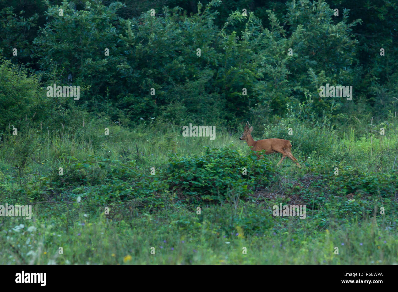 Young roebuck in the forest Stock Photo - Alamy
