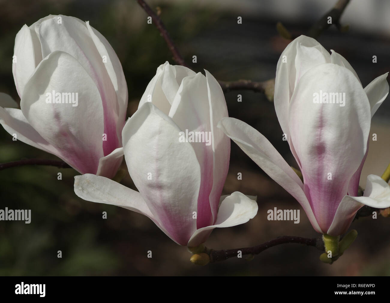 Flowering magnolia tree Stock Photo - Alamy