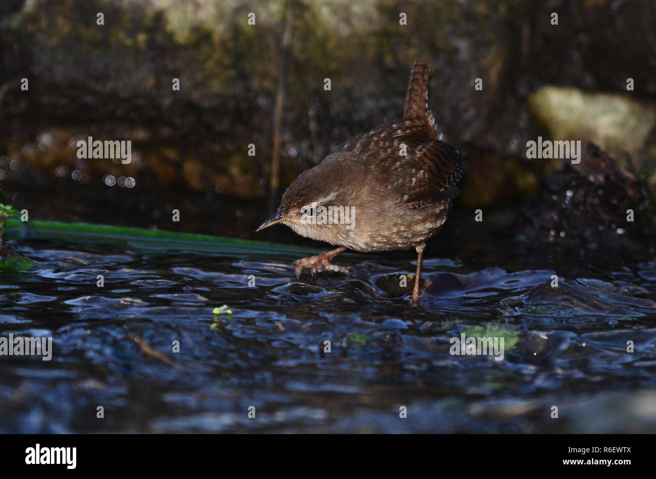 Wren feathers hi-res stock photography and images - Alamy