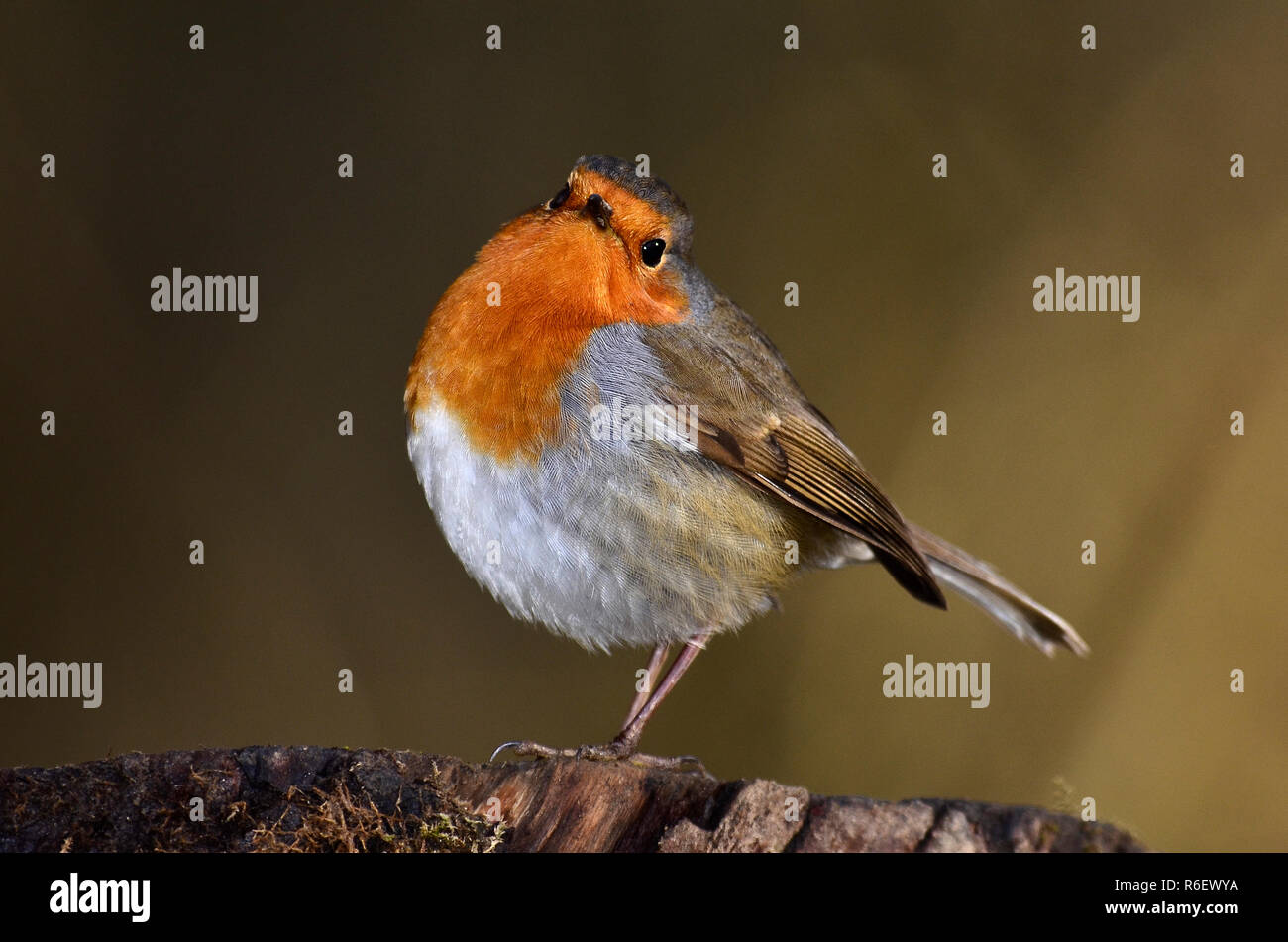 Friendly robins hi-res stock photography and images - Alamy