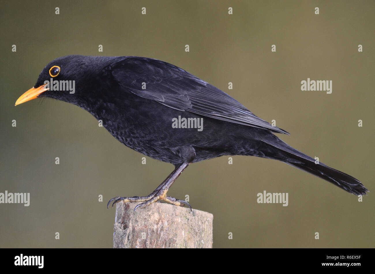 blackbird turdus merula Stock Photo - Alamy