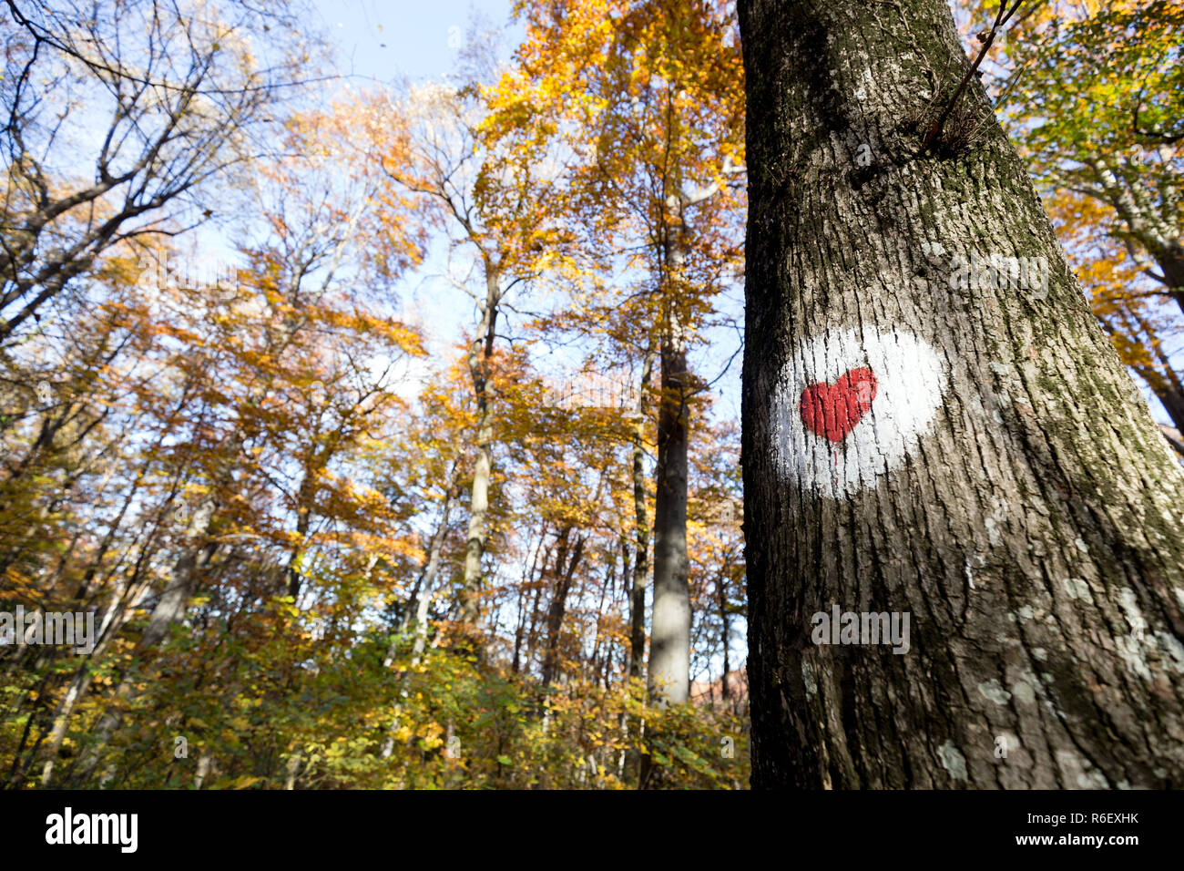 Romantic forest hi-res stock photography and images - Alamy