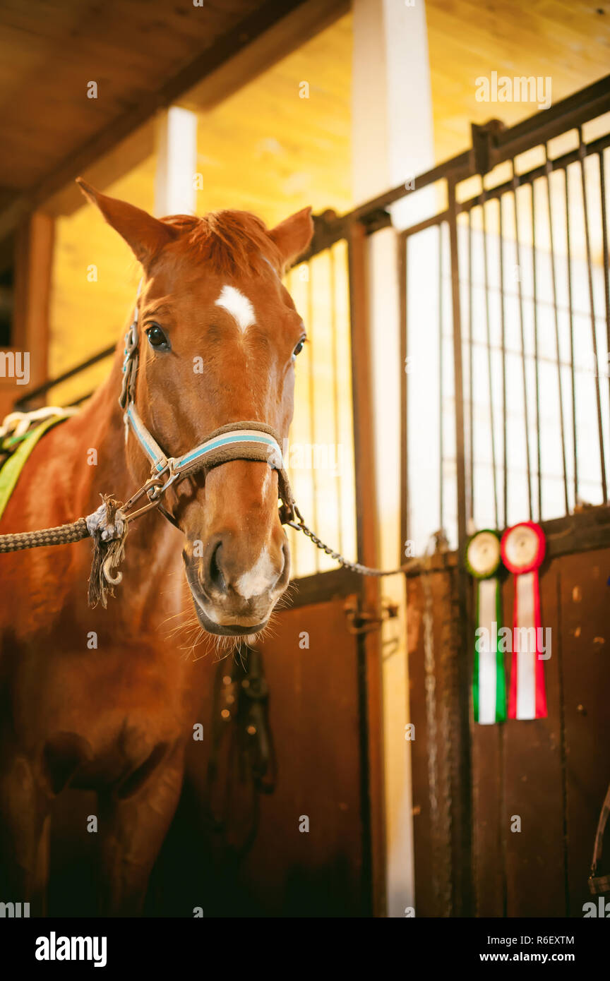 Horses race boxes hi-res stock photography and images - Alamy