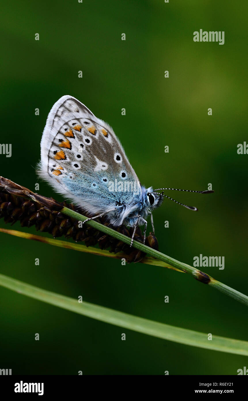 portrait of common blue butterfly at rest Stock Photo - Alamy