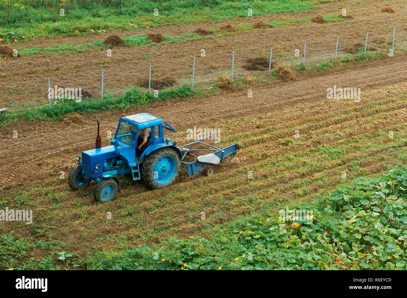 Potato digging tractor hi-res stock photography and images - Alamy