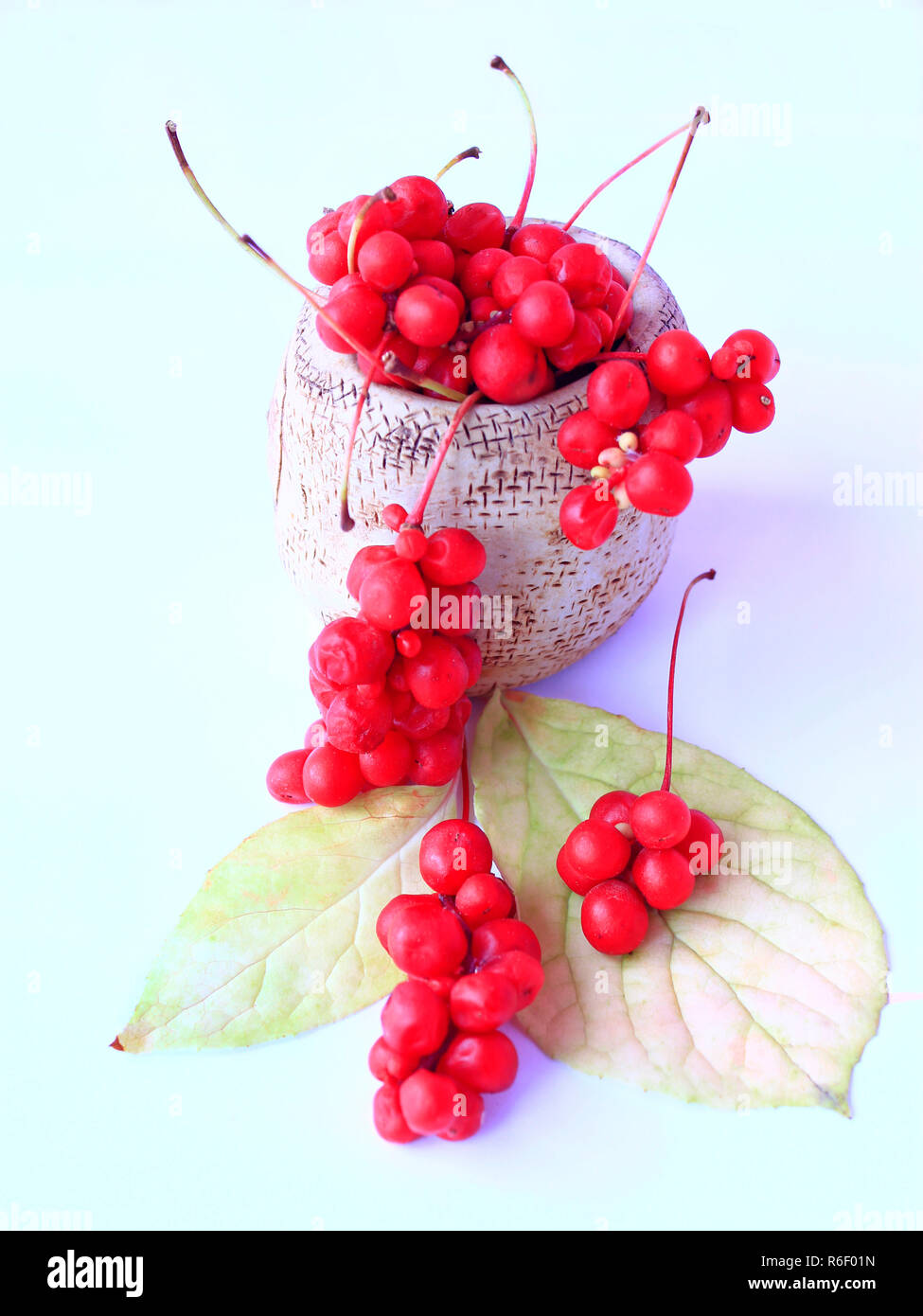 Fructus Schisandrae High Resolution Stock Photography and Images - Alamy