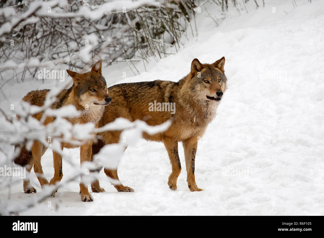 Wolf animal wolves wood forest hi-res stock photography and images - Alamy