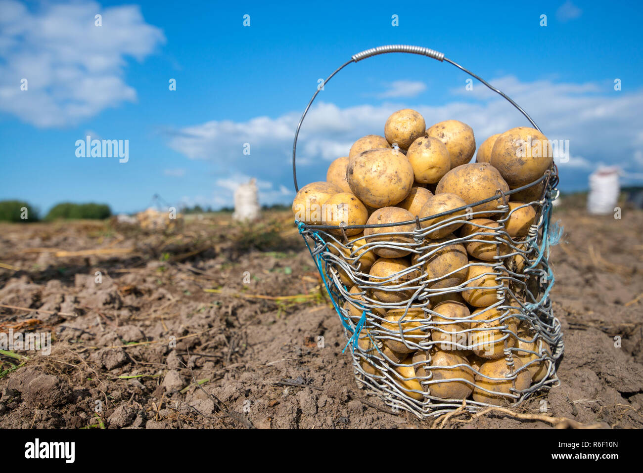 Wired, wicker basket full of freshly dug dirty new potatoes on field ...