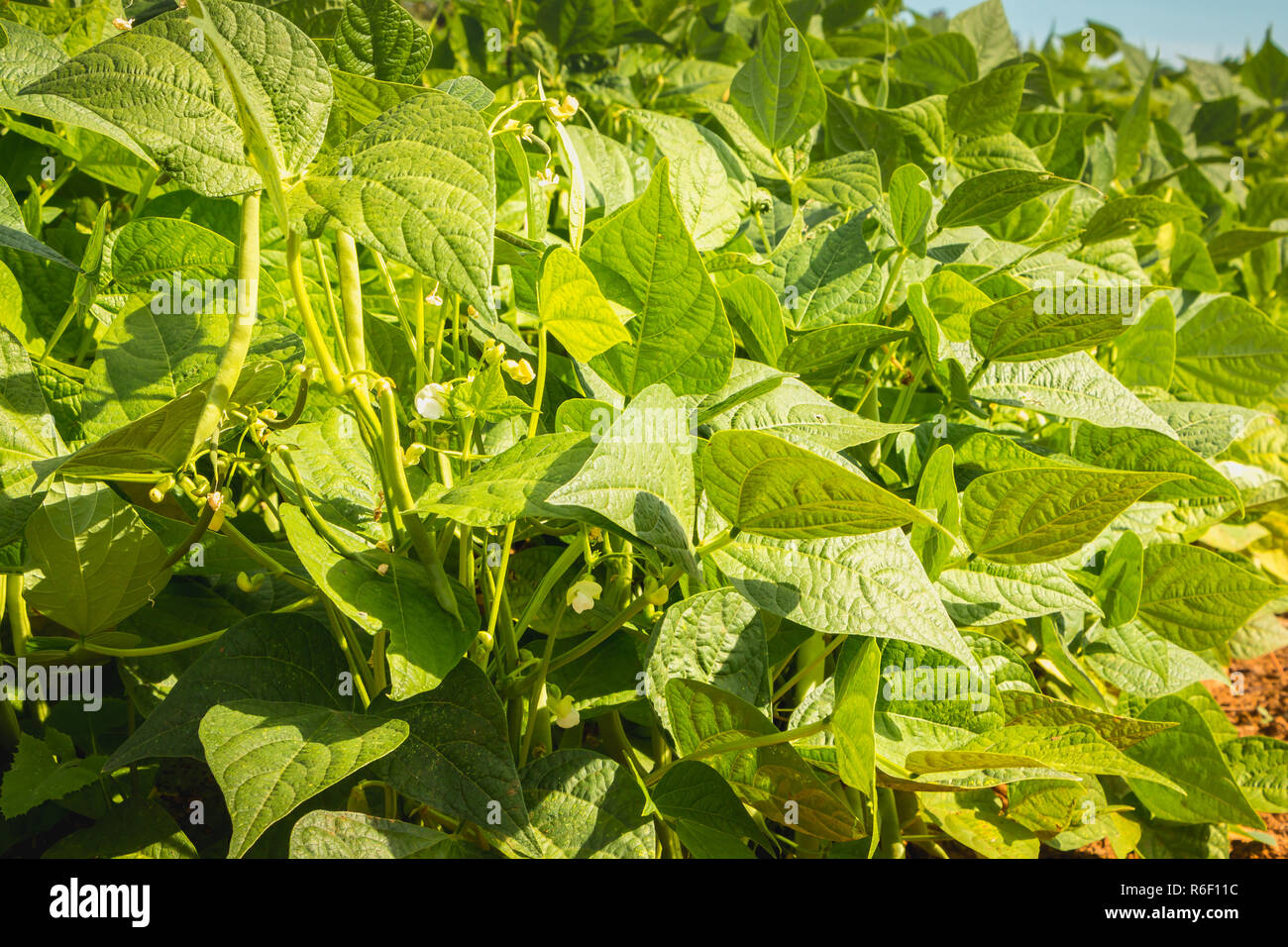 String bean lush vegetable garden hi-res stock photography and images ...