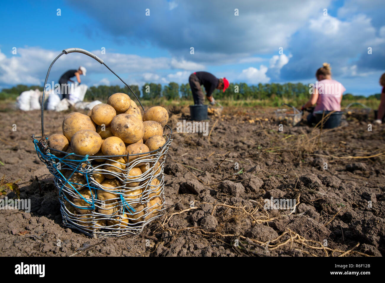 Wired, wicker basket full of freshly dug dirty new potatoes on field ...