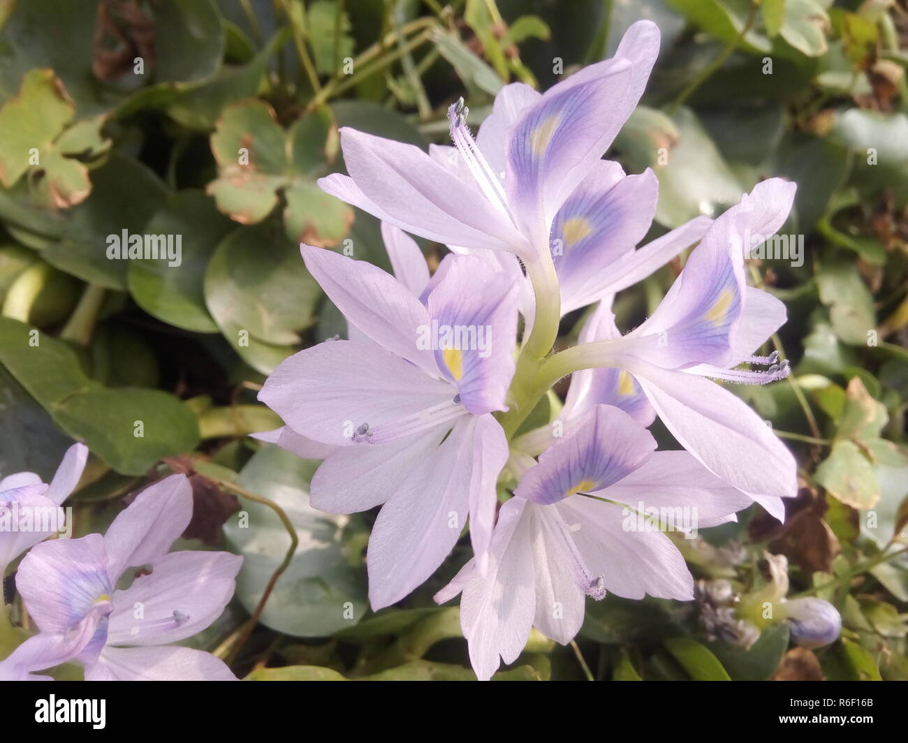 Best flower picture hi-res stock photography and images - Alamy