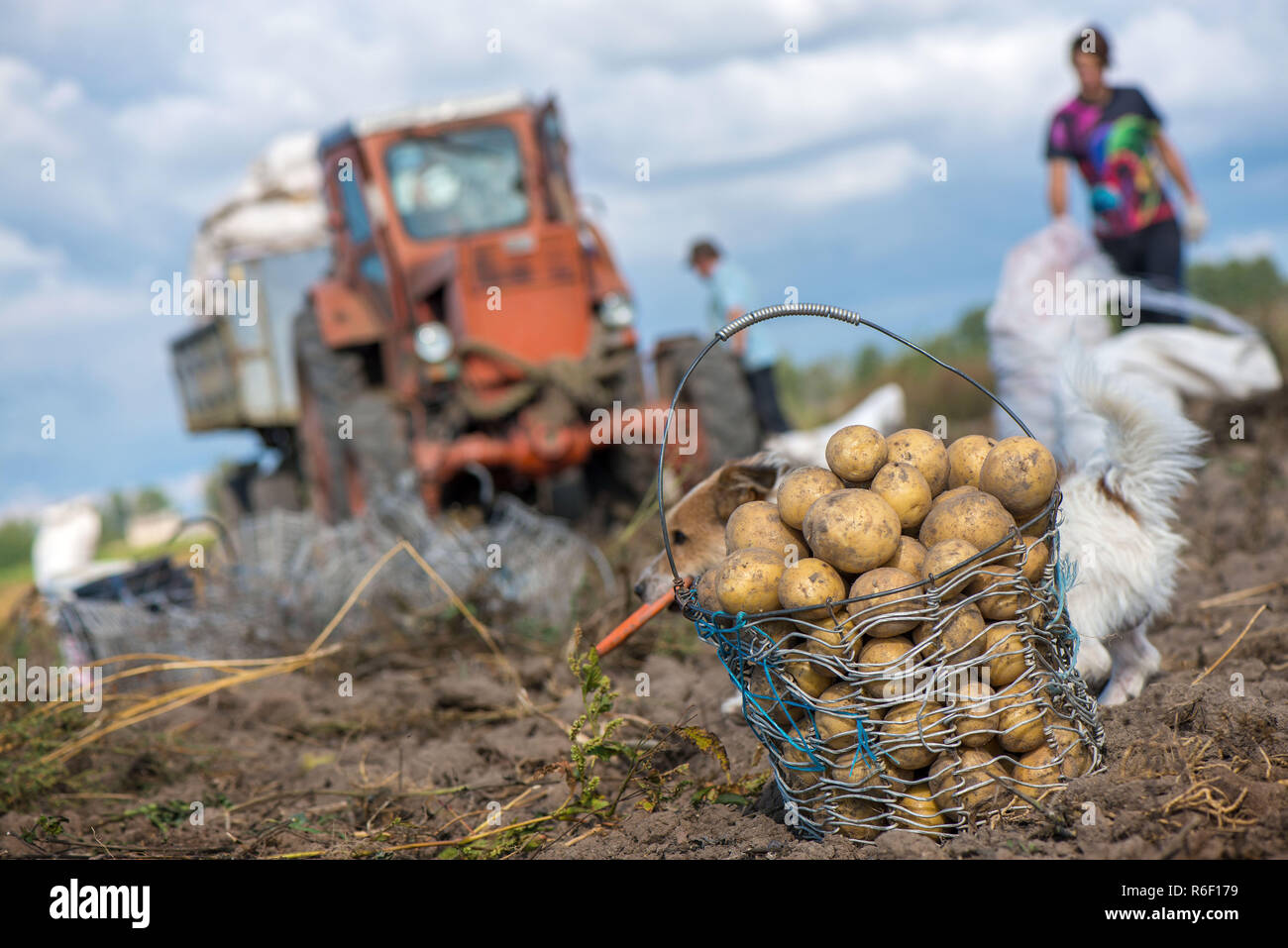 Old potato sacks hi-res stock photography and images - Alamy