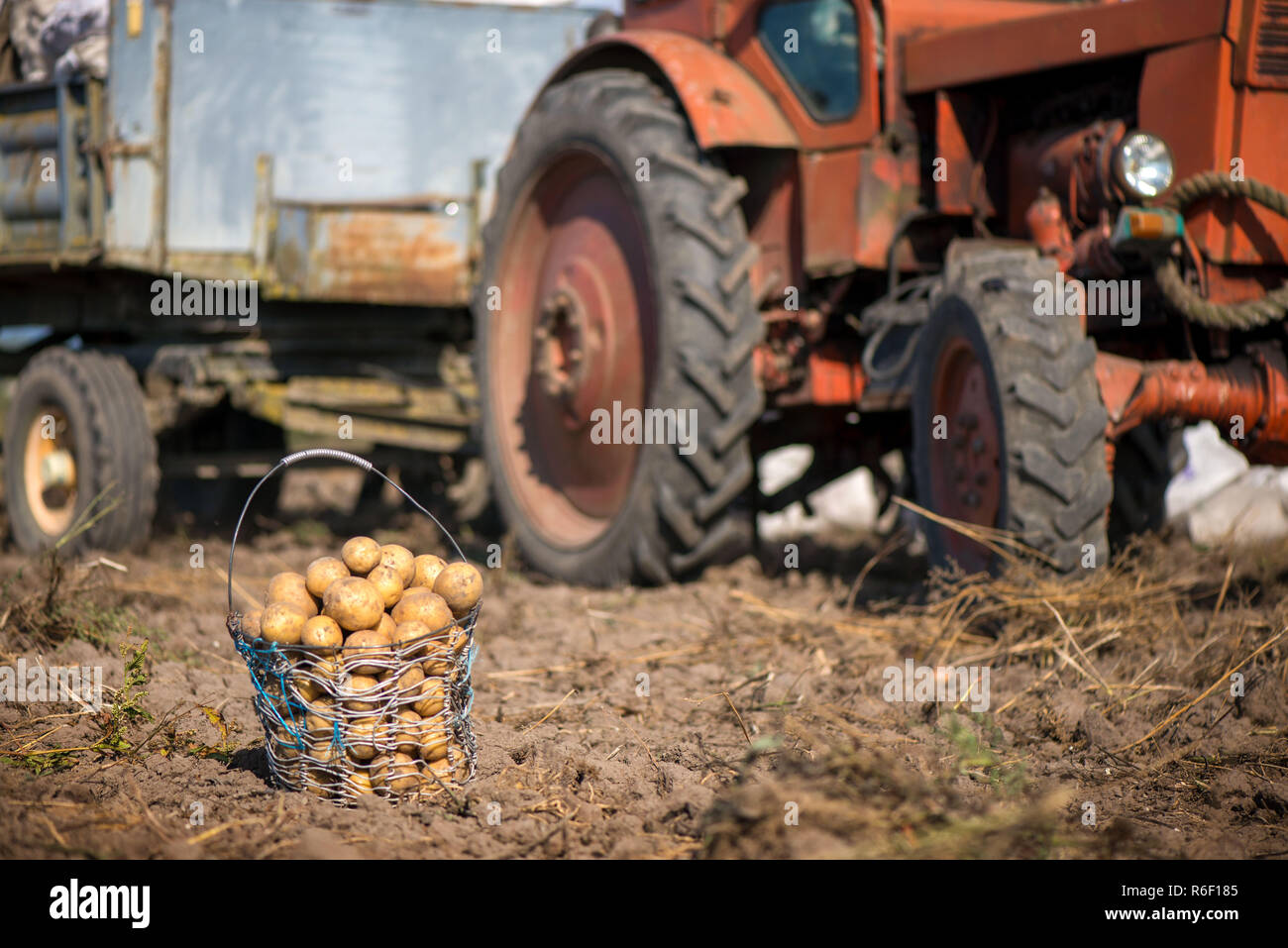 Wired, wicker basket full of freshly dug dirty new potatoes on field ...