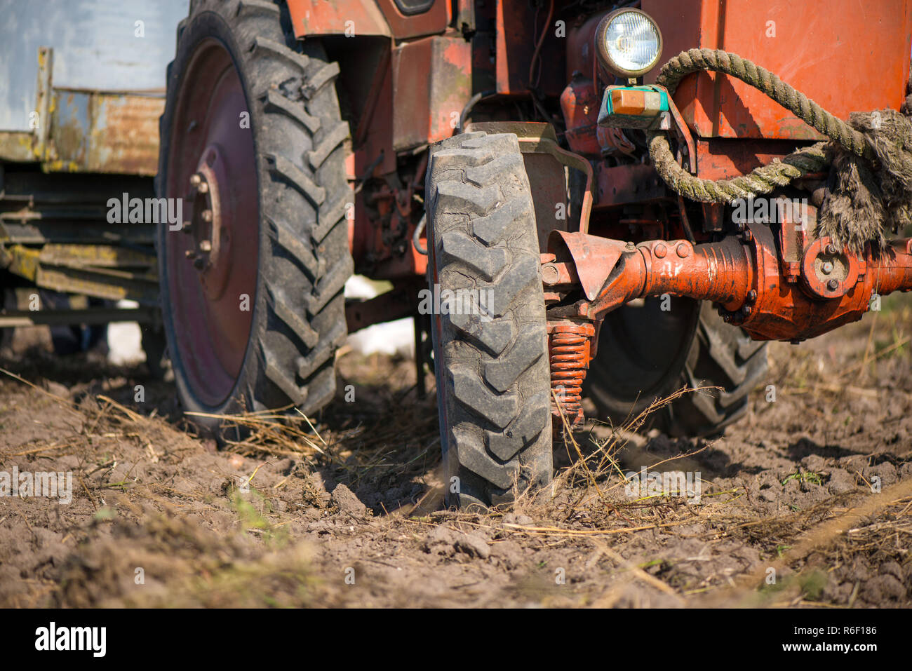 Wired, wicker basket full of freshly dug dirty new potatoes on field ...