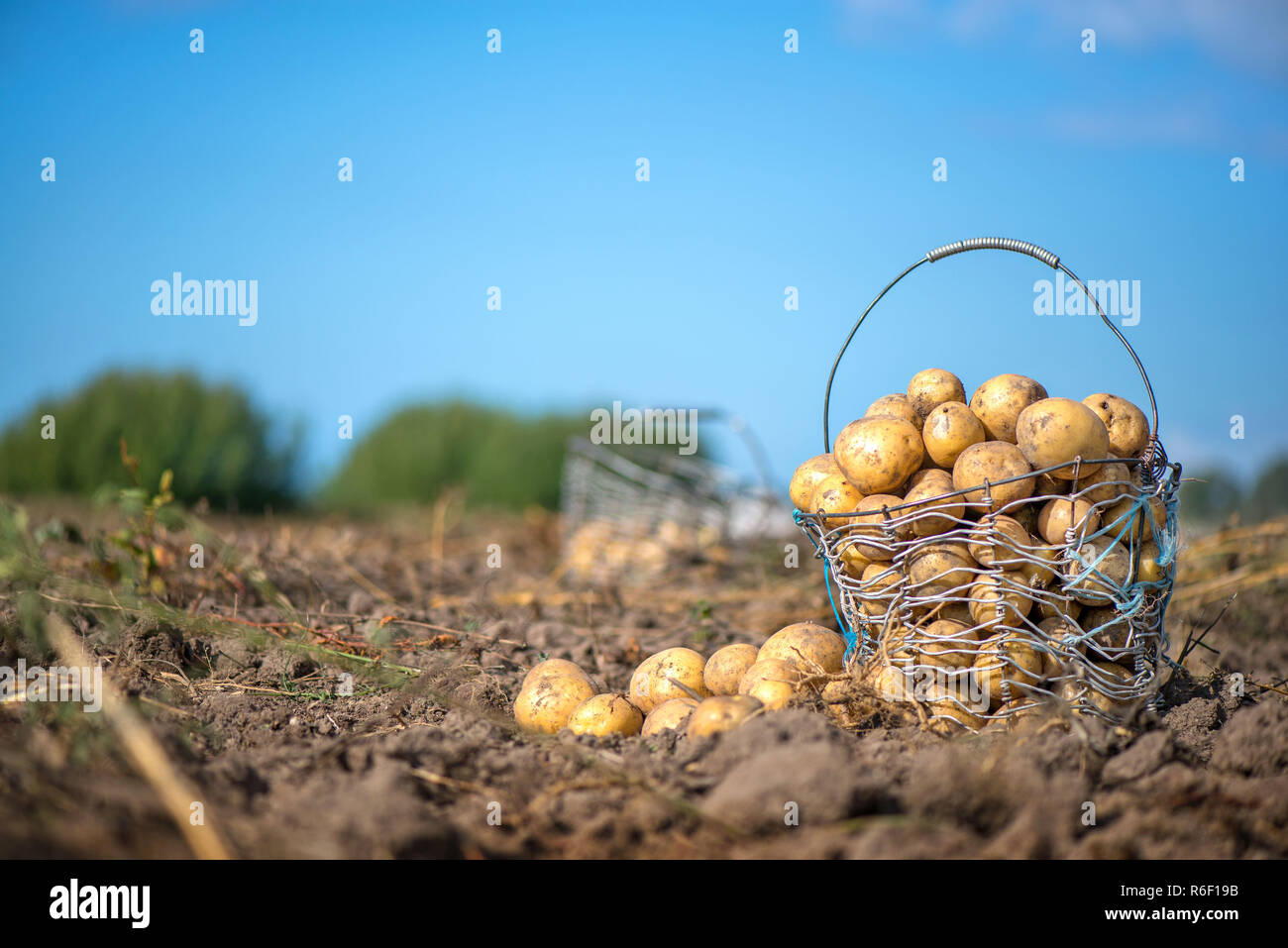 Wired, wicker basket full of freshly dug dirty new potatoes on field ...