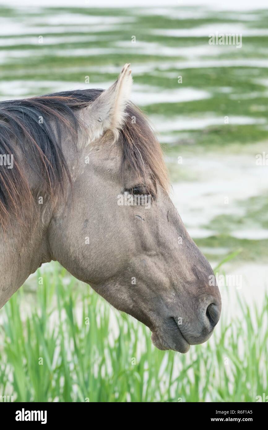 Horse in the open field Stock Photo - Alamy