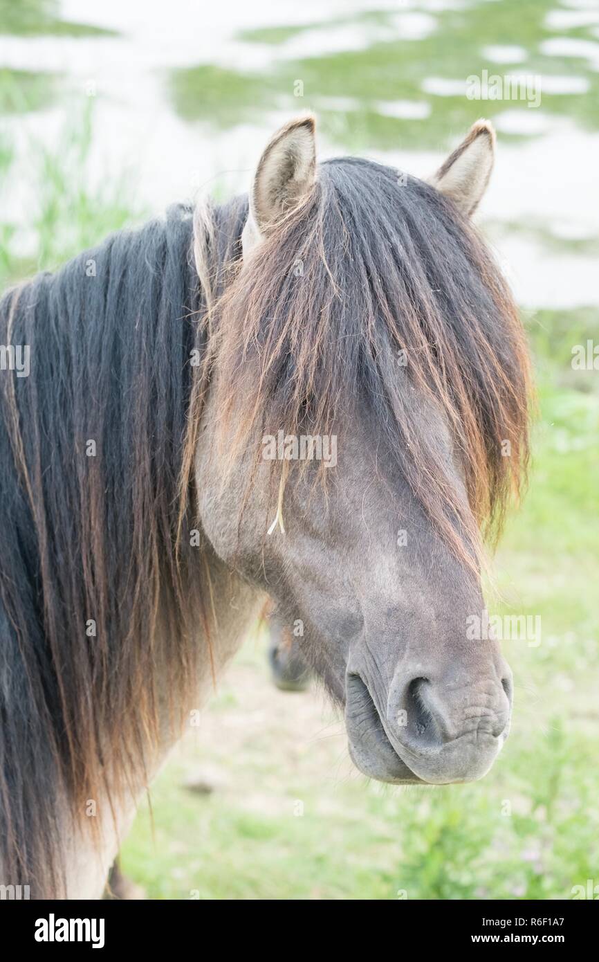 Horse in the open field Stock Photo - Alamy