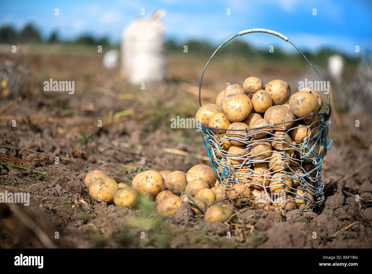 Old potato sacks hi-res stock photography and images - Alamy