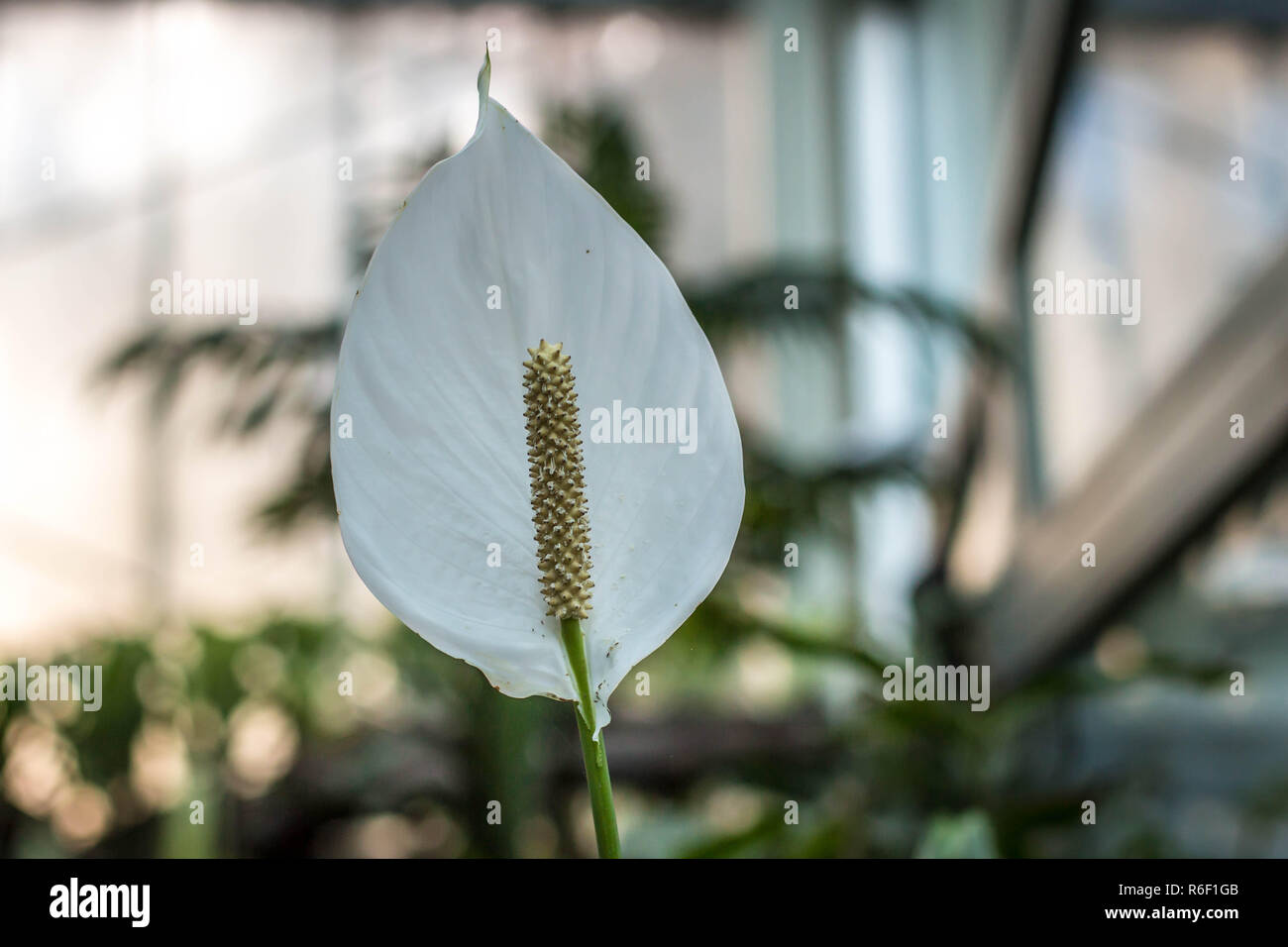 Spadix spathe hi-res stock photography and images - Alamy