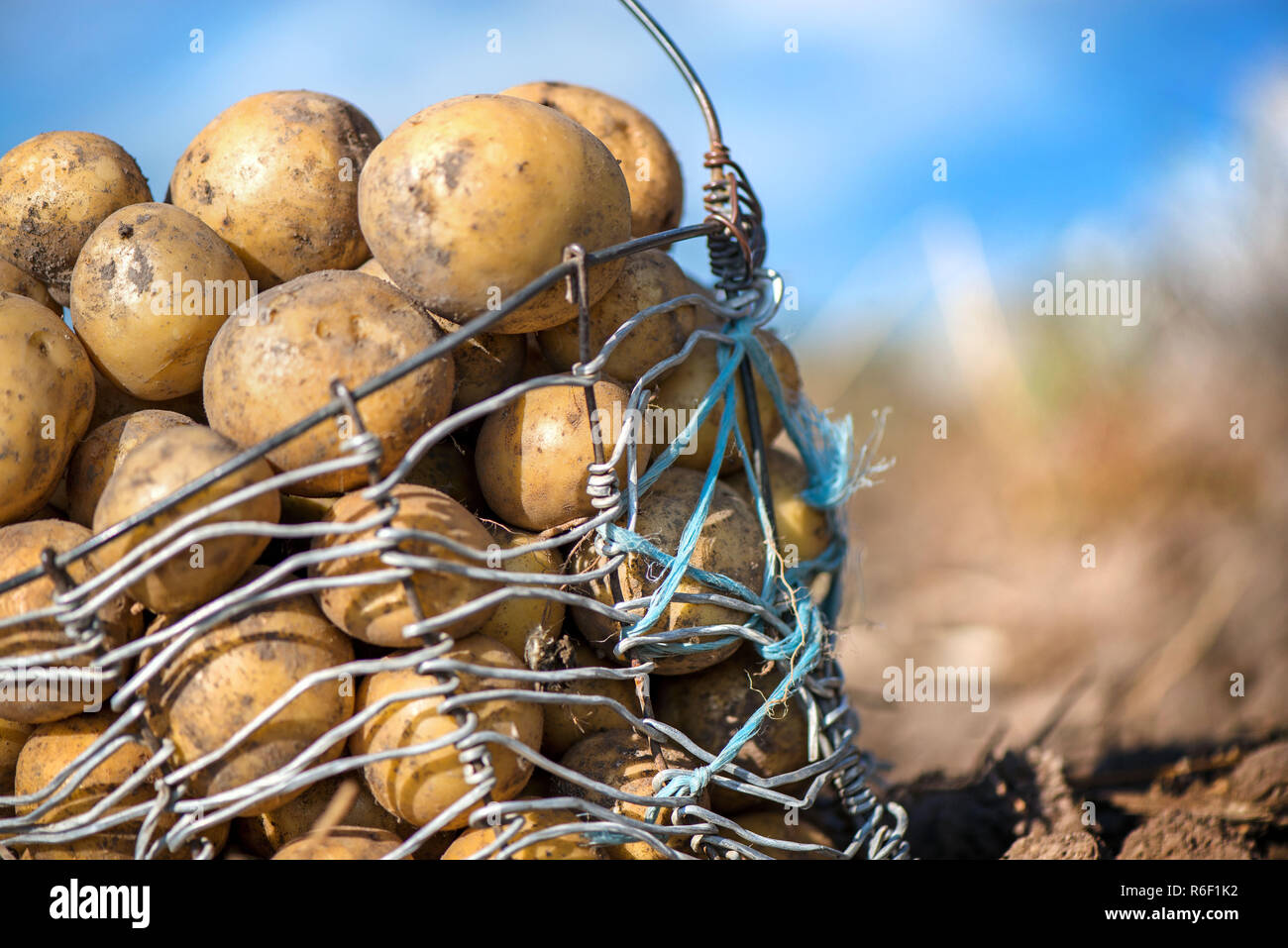 Wired, wicker basket full of freshly dug dirty new potatoes on field ...