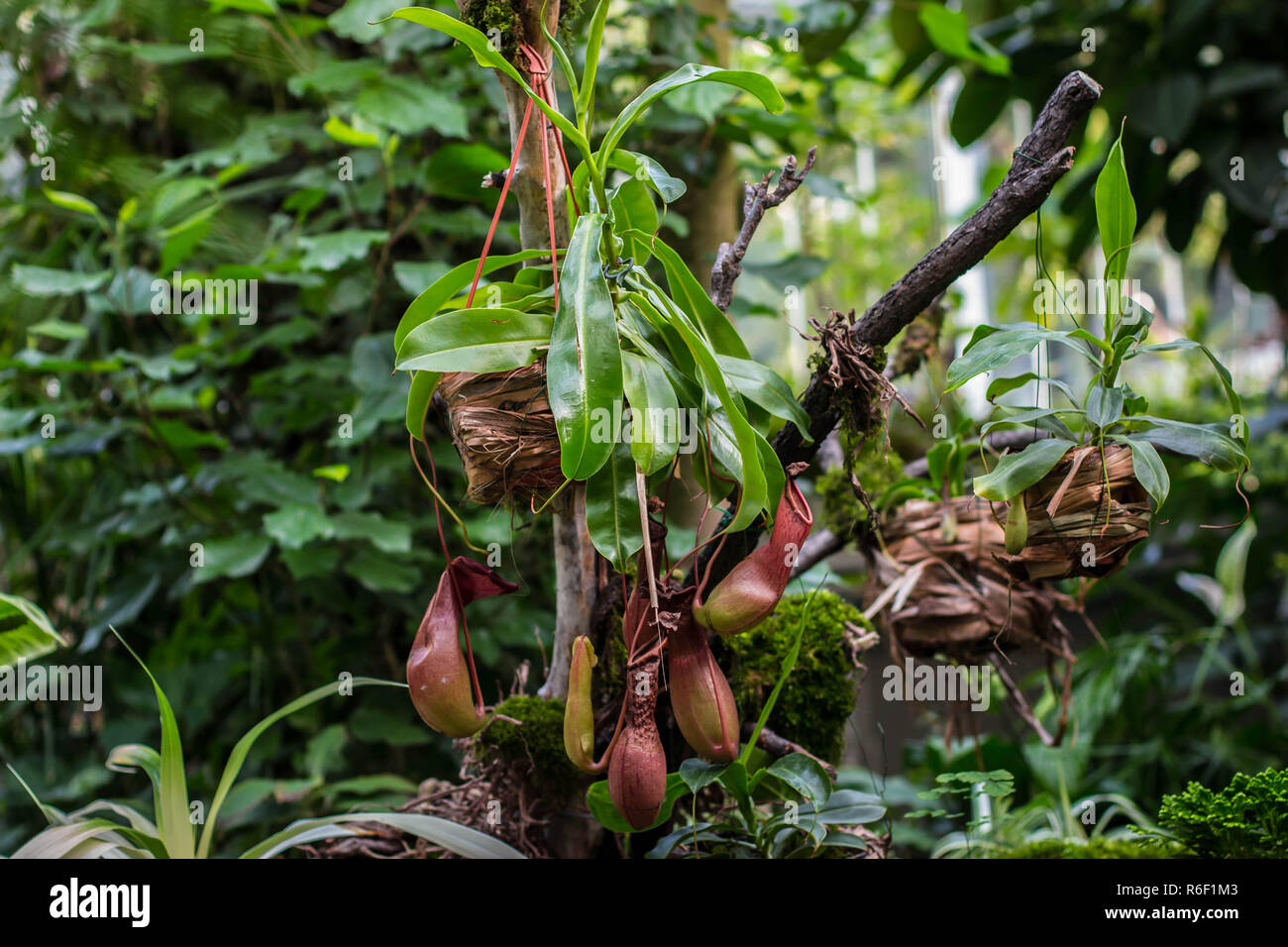 tropical pitchers plants / Nepenthes Stock Photo - Alamy
