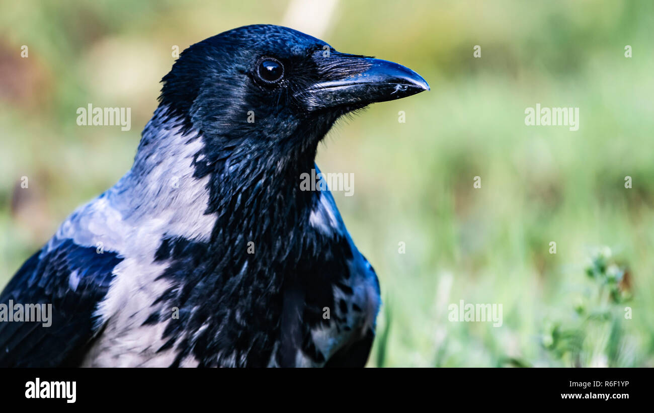Hooded crow, portrait Stock Photo - Alamy