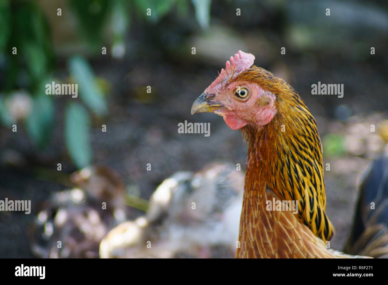 The native chicken face on the background is a colorful shrub Stock ...
