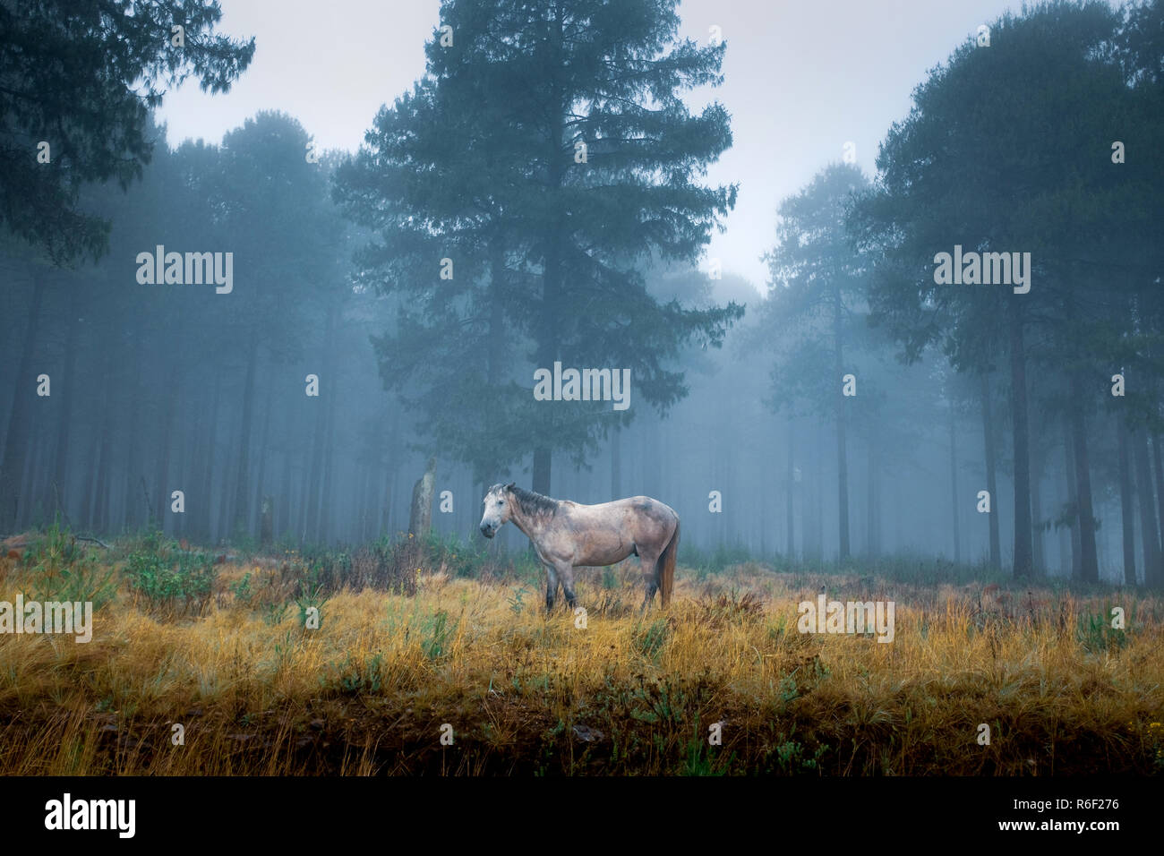 A horse is seen in the mist in a forest near Dullstroom village in ...