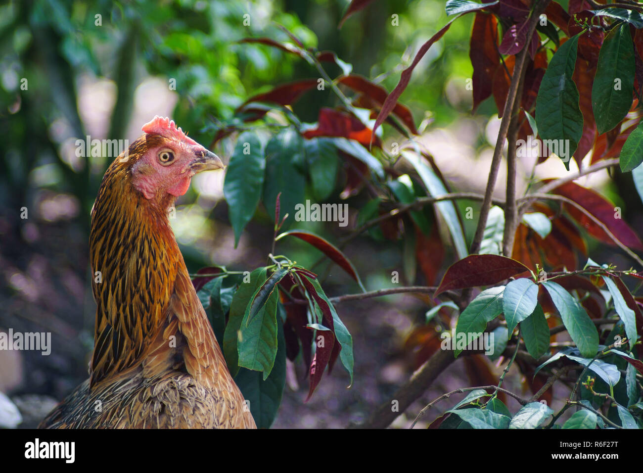 The native chicken face on the background is a colorful shrub Stock ...