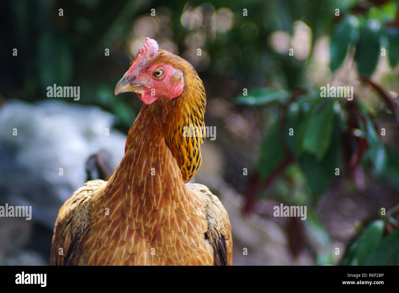 The native chicken face on the background is a colorful shrub Stock ...