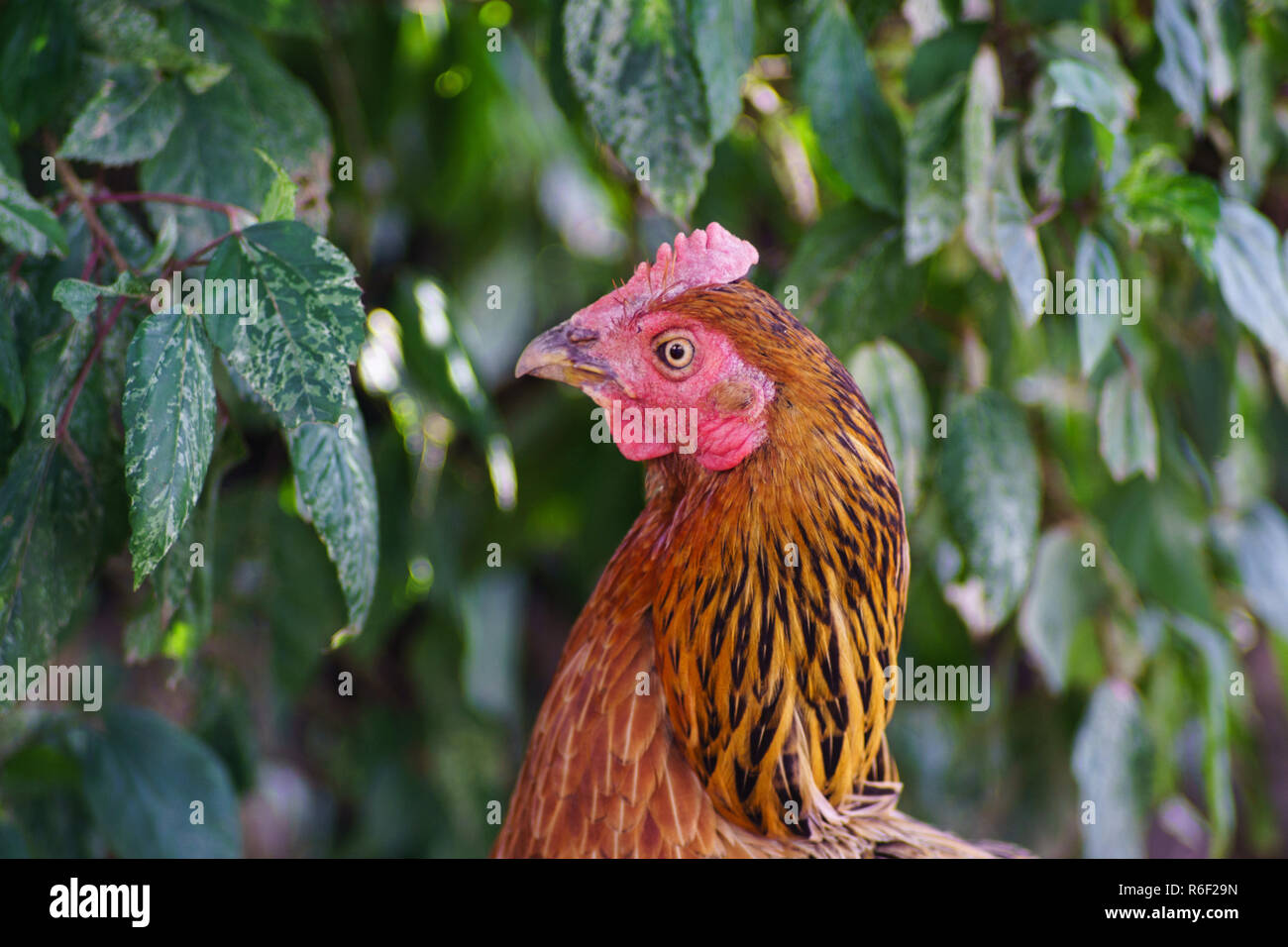 Chicken face hi-res stock photography and images - Alamy