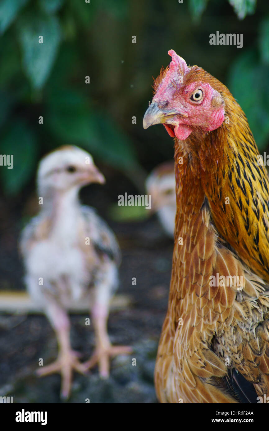 The native chicken face on the background is a colorful shrub Stock ...