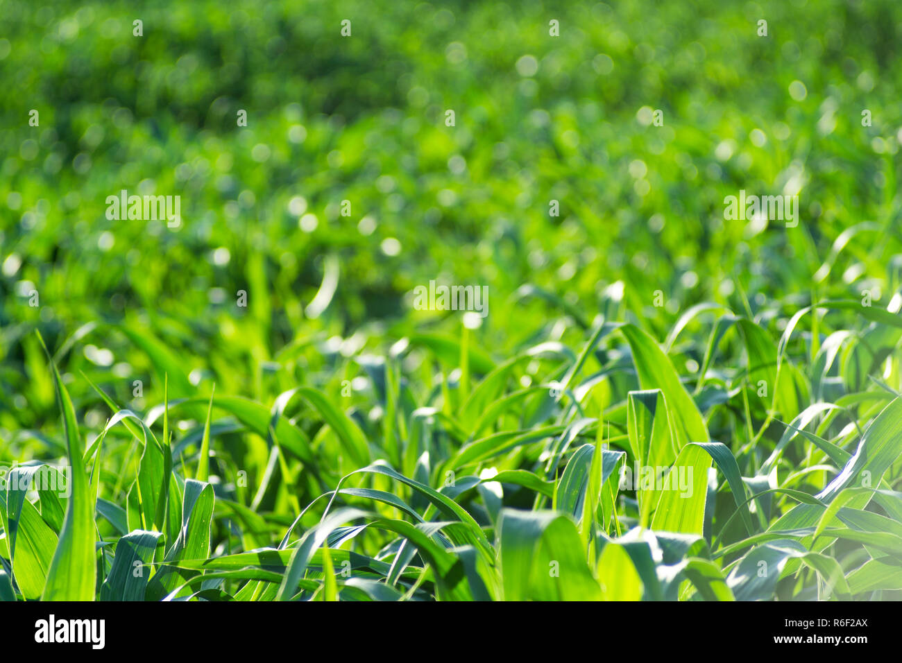 The green corn flush shows the health of the strong corn Stock Photo ...