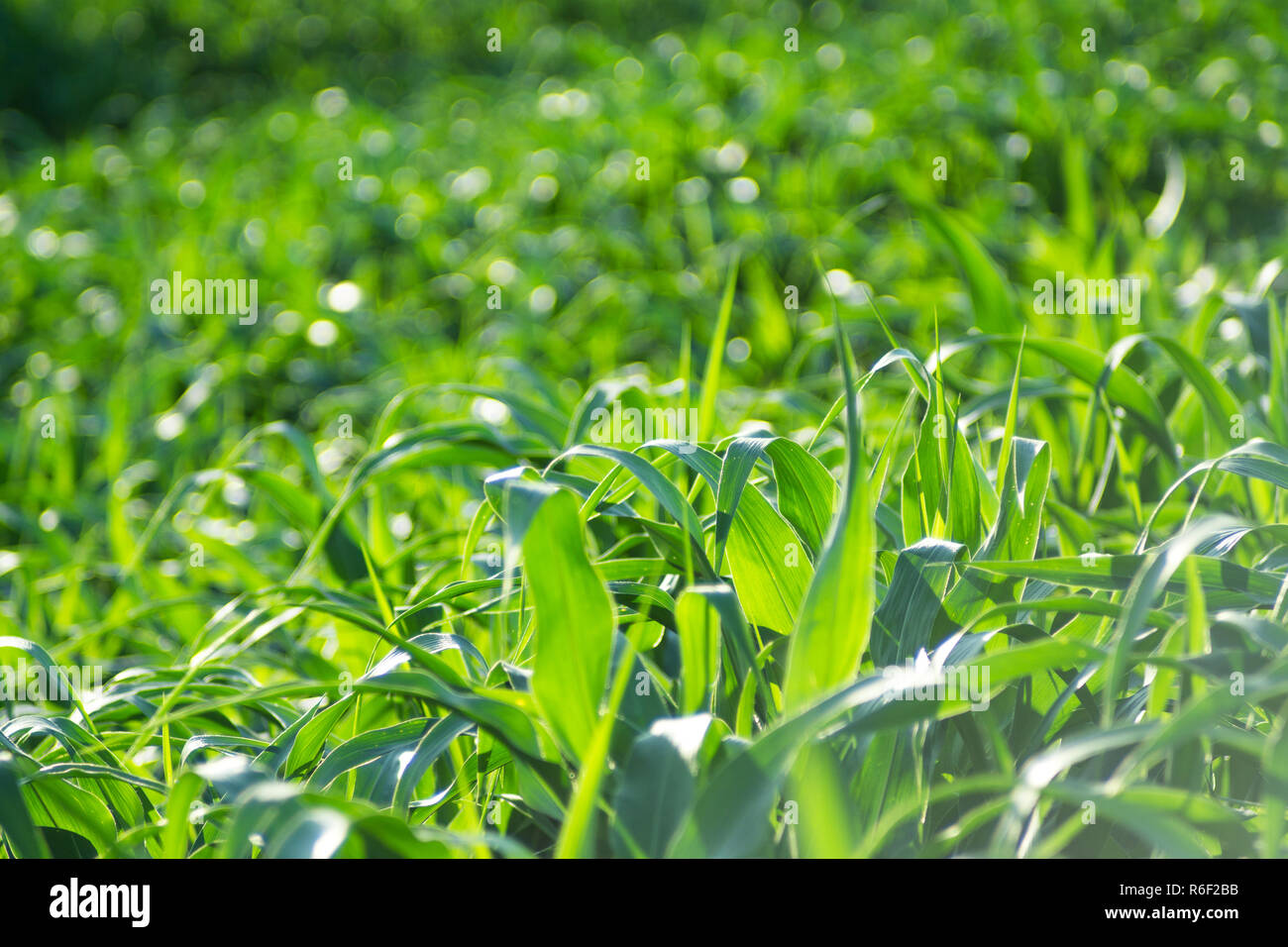 The green corn flush shows the health of the strong corn Stock Photo ...
