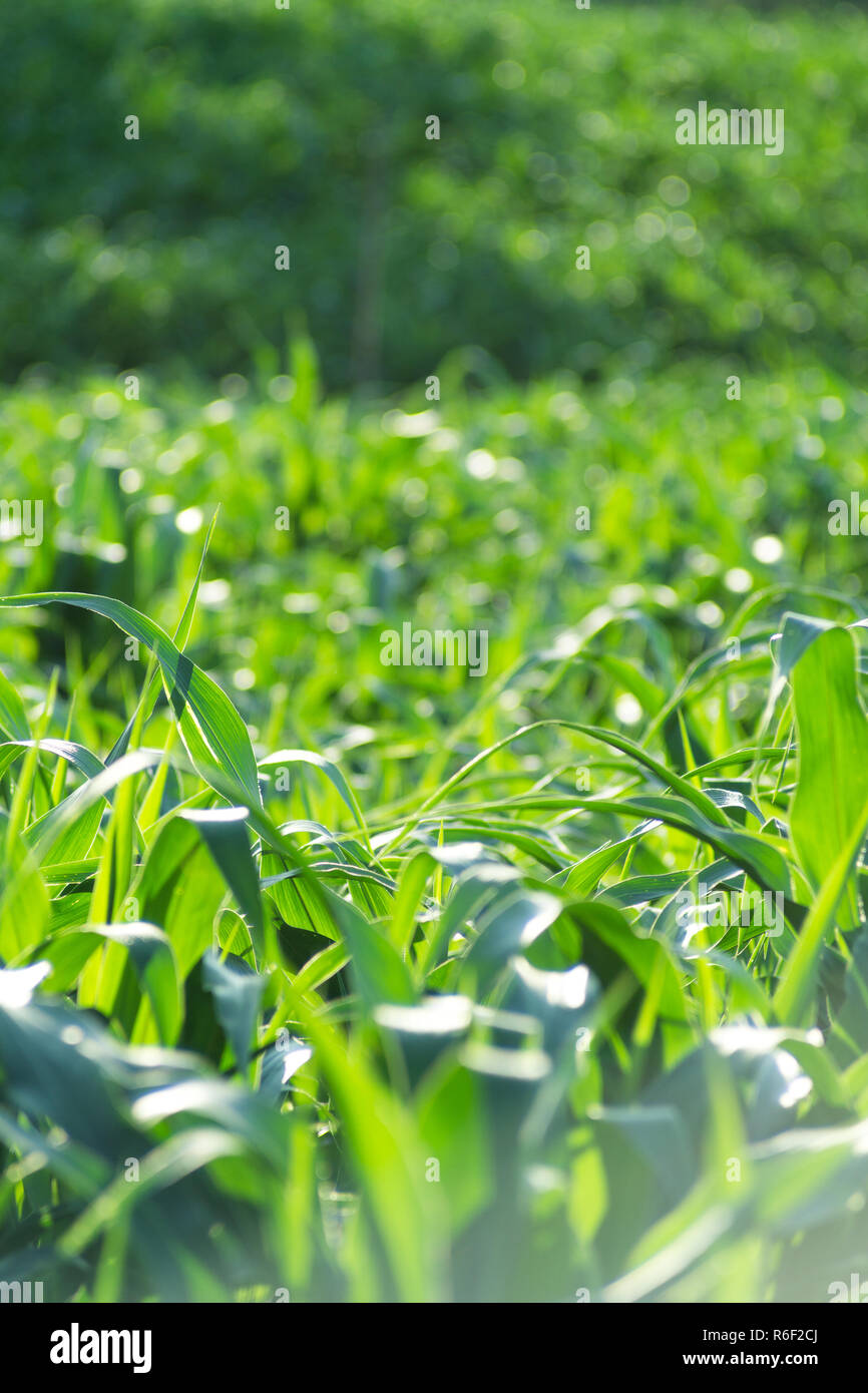 The green corn flush shows the health of the strong corn Stock Photo ...