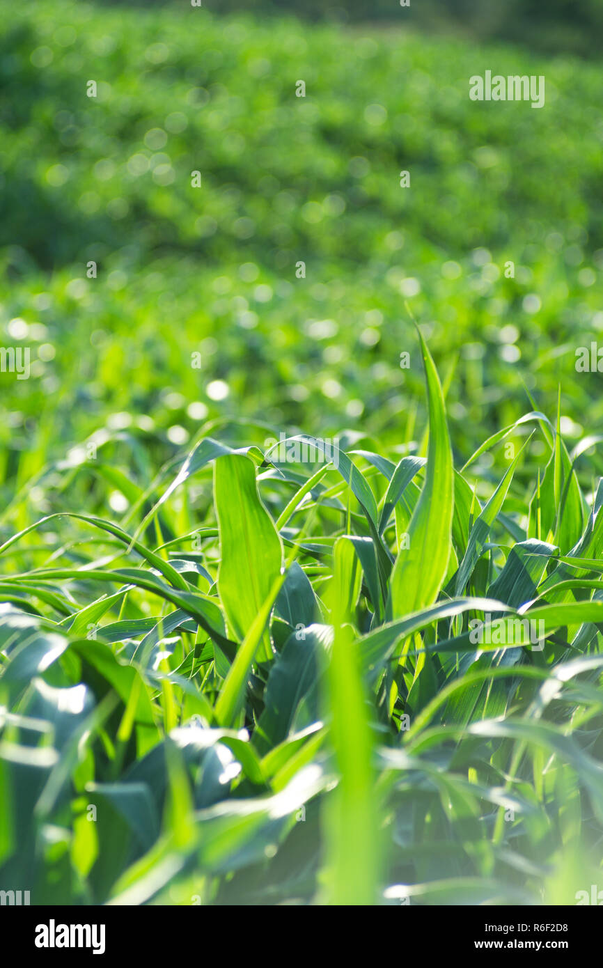 The green corn flush shows the health of the strong corn Stock Photo ...